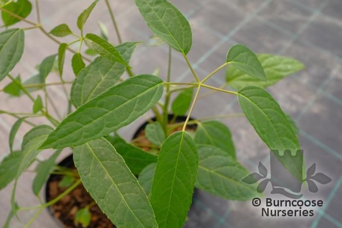 Schefflera Sp. Nova from Burncoose Nurseries