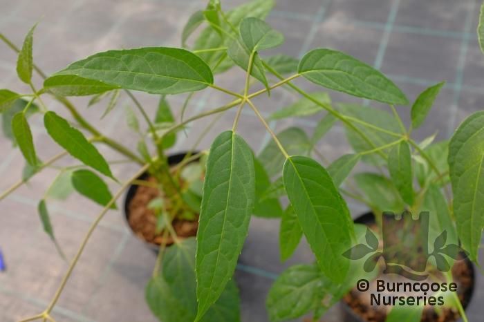 Schefflera Sp. Nova from Burncoose Nurseries
