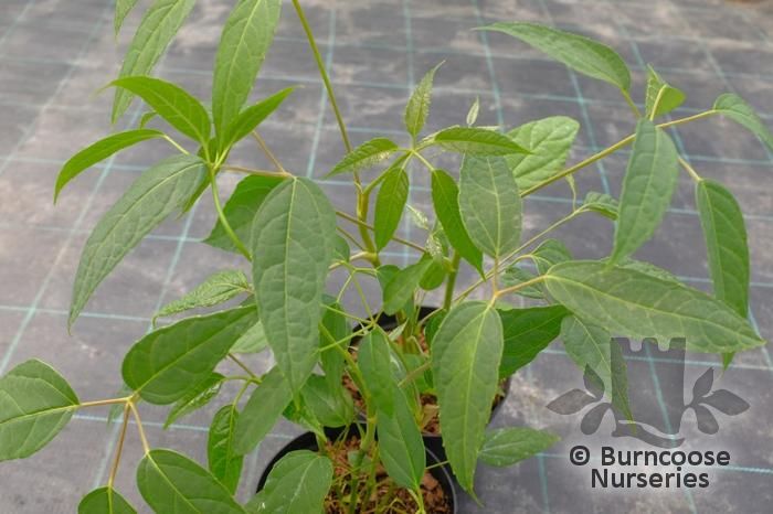 Schefflera Sp. Nova from Burncoose Nurseries