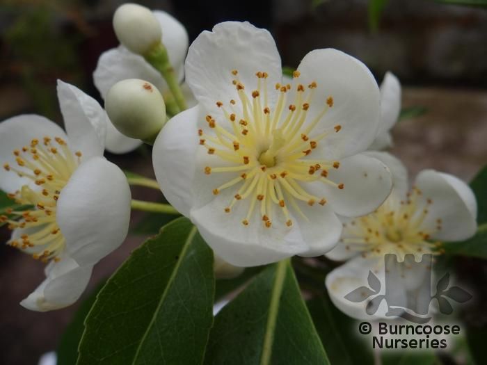 Schima Argentea from Burncoose Nurseries