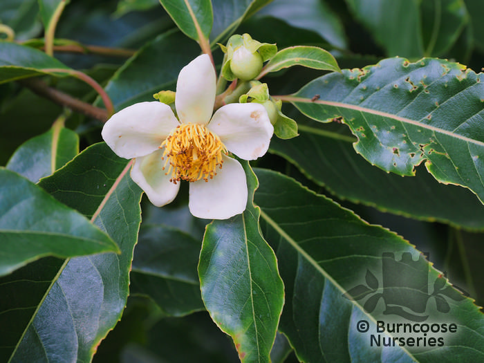 Schima from Burncoose Nurseries