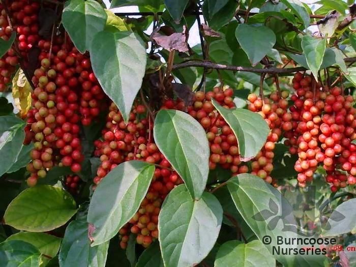 Schisandra Chinensis from Burncoose Nurseries