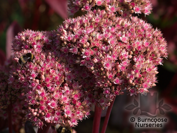 Sedum 'Matrona' from Burncoose Nurseries