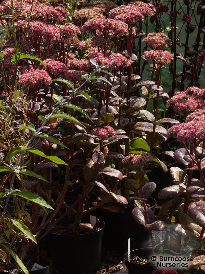 Sedum 'Matrona' from Burncoose Nurseries