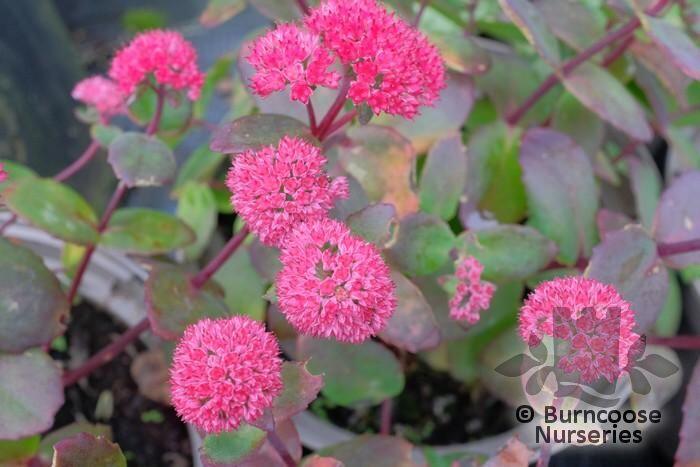 Sedum 'Red Cauli' from Burncoose Nurseries