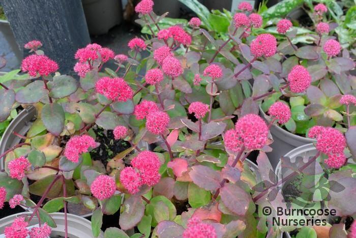 Sedum 'Red Cauli' from Burncoose Nurseries