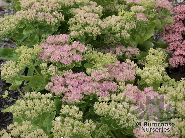 Sedum from Burncoose Nurseries
