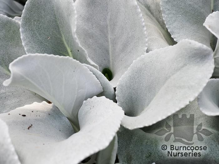 Senecio from Burncoose Nurseries