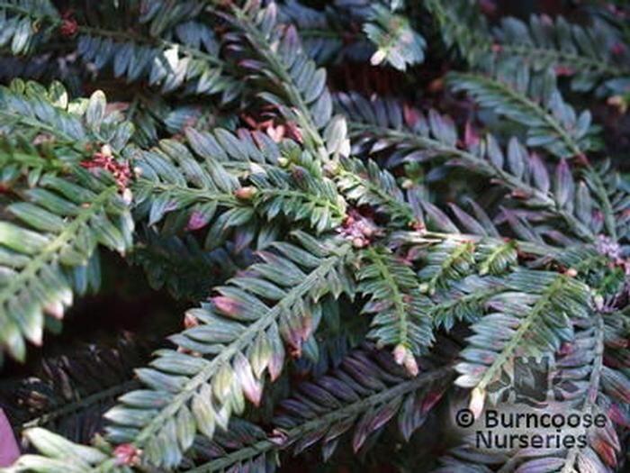 Sequoia Sempervirens from Burncoose Nurseries