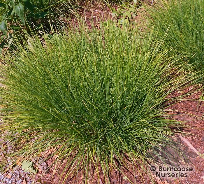 Sesleria Autumnalis from Burncoose Nurseries