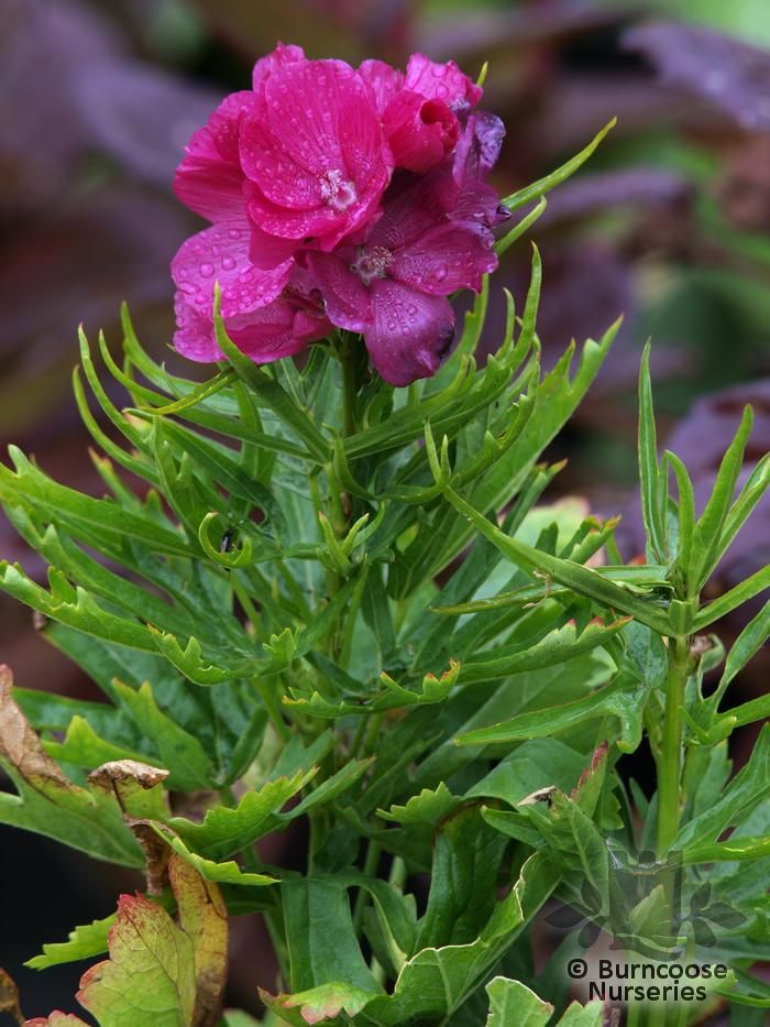Sidalcea from Burncoose Nurseries