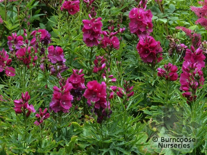 Sidalcea 'Brilliant' from Burncoose Nurseries