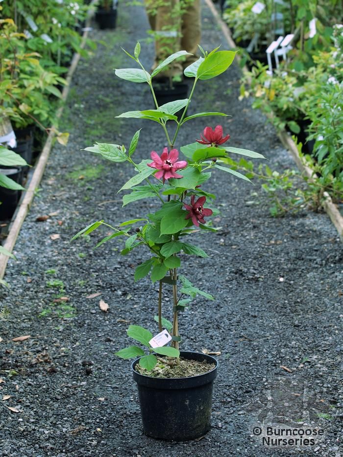 Calycanthus Raulstonii 'Hartlage Wine' from Burncoose Nurseries