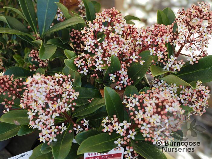 Skimmia Japonica 'Rubella' from Burncoose Nurseries