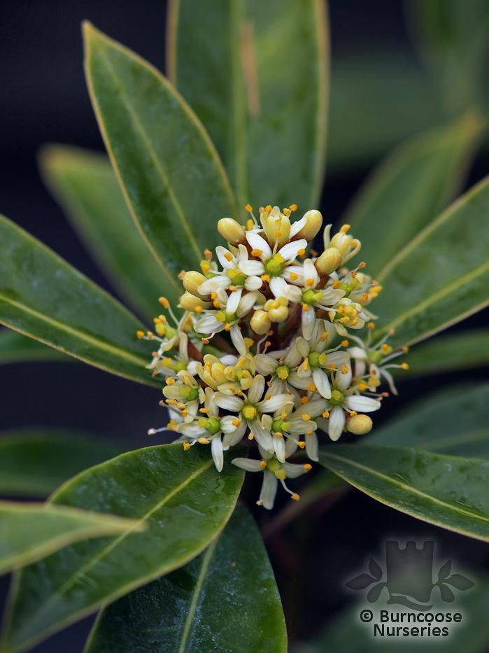 Skimmia Japonica Subsp. Reevesiana from Burncoose Nurseries