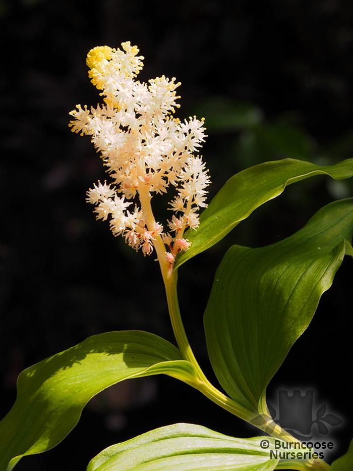 Smilacina Racemosa from Burncoose Nurseries