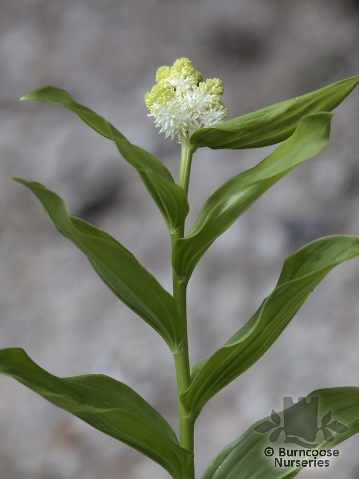 Smilacina Racemosa from Burncoose Nurseries
