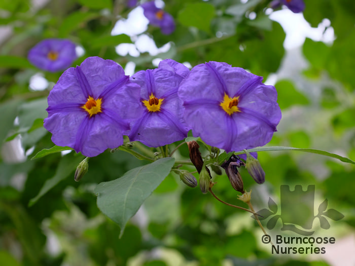 Solanum from Burncoose Nurseries