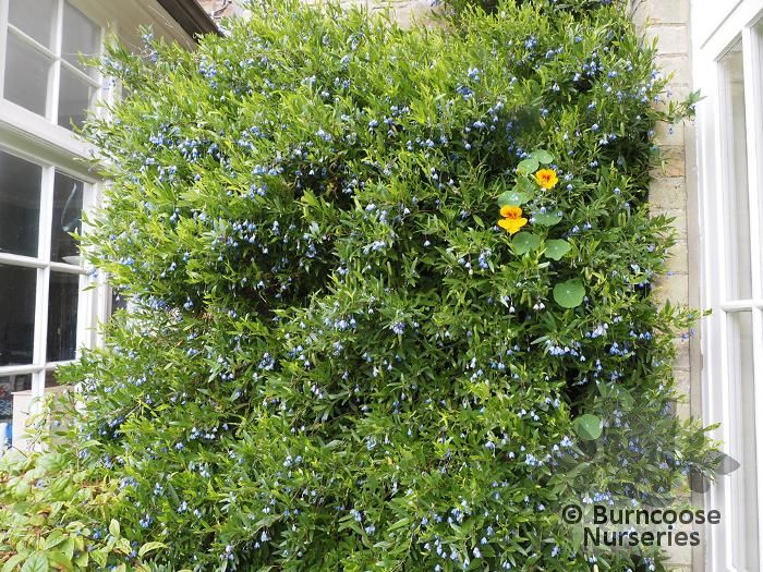 Sollya Heterophylla from Burncoose Nurseries