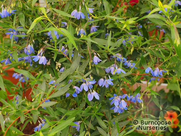 Sollya Heterophylla from Burncoose Nurseries