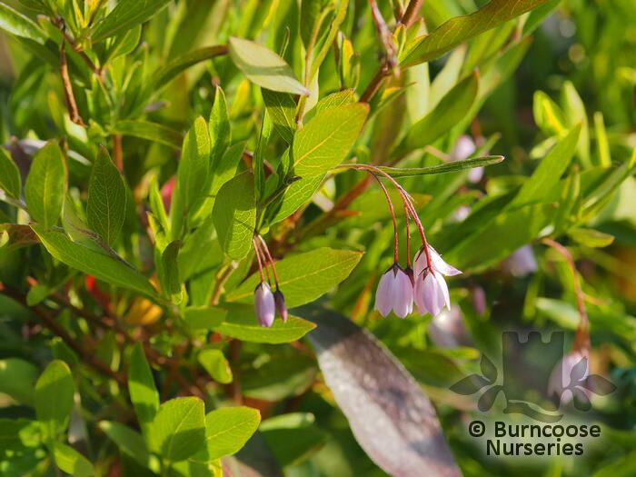 Sollya Heterophylla 'Pink Charmer' from Burncoose Nurseries
