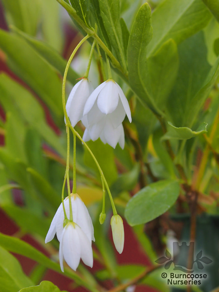 Sollya Heterophylla White Form from Burncoose Nurseries
