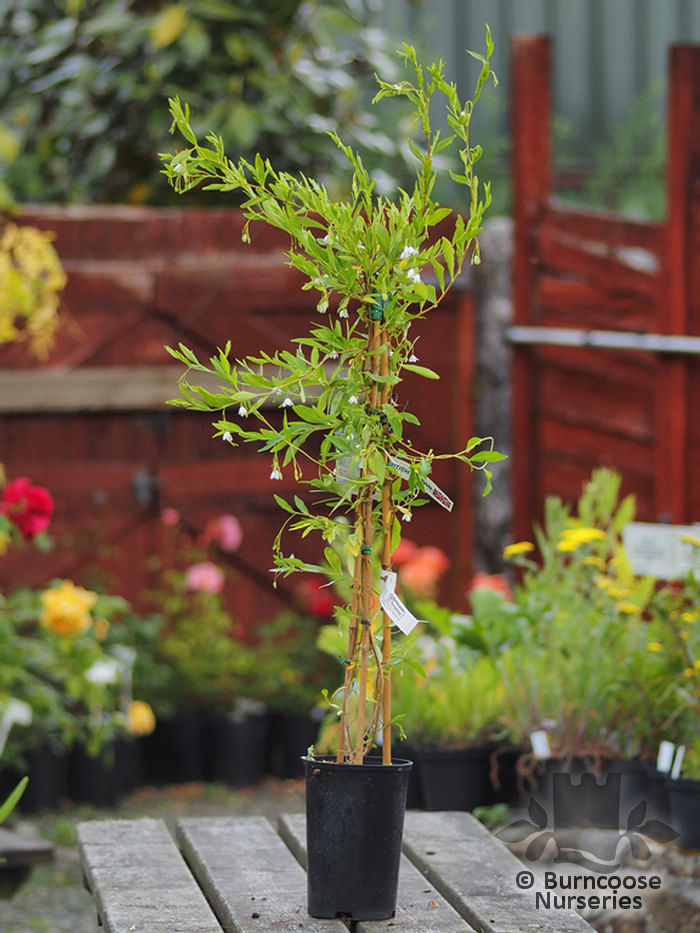 Sollya Heterophylla White Form from Burncoose Nurseries