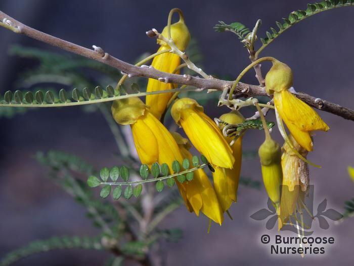 Sophora Molloyi 'Dragon'S Gold' from Burncoose Nurseries
