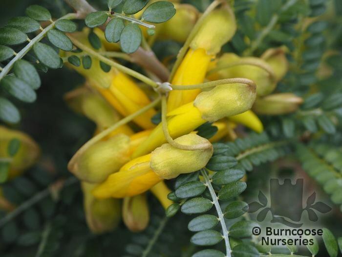 Sophora Molloyi 'Dragon'S Gold' from Burncoose Nurseries