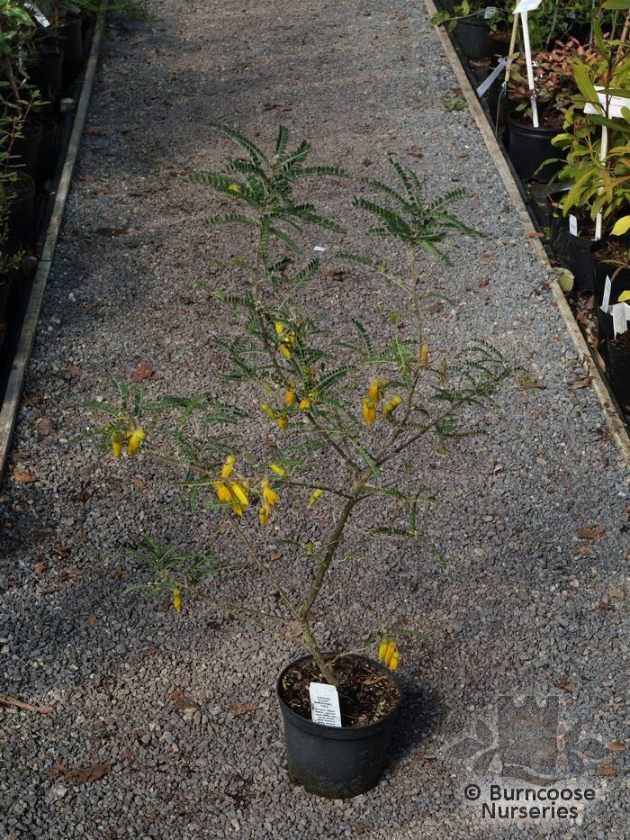 Sophora Molloyi 'Dragon'S Gold' from Burncoose Nurseries