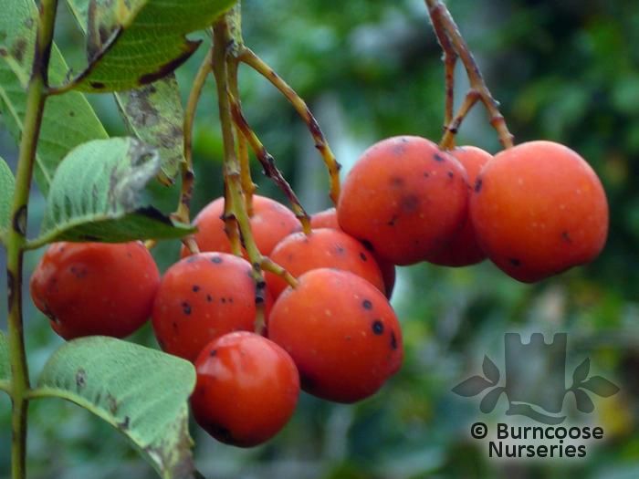Buy Sorbus plants from Burncoose Nurseries
