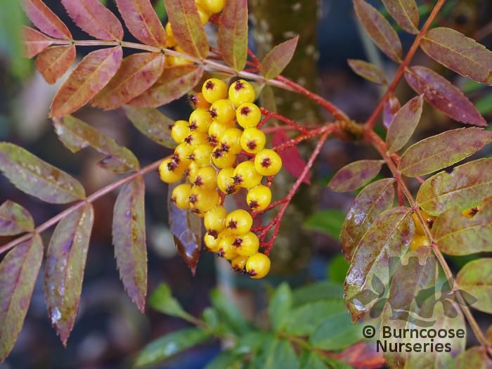 Sorbus 'Autumn Spire' from Burncoose Nurseries
