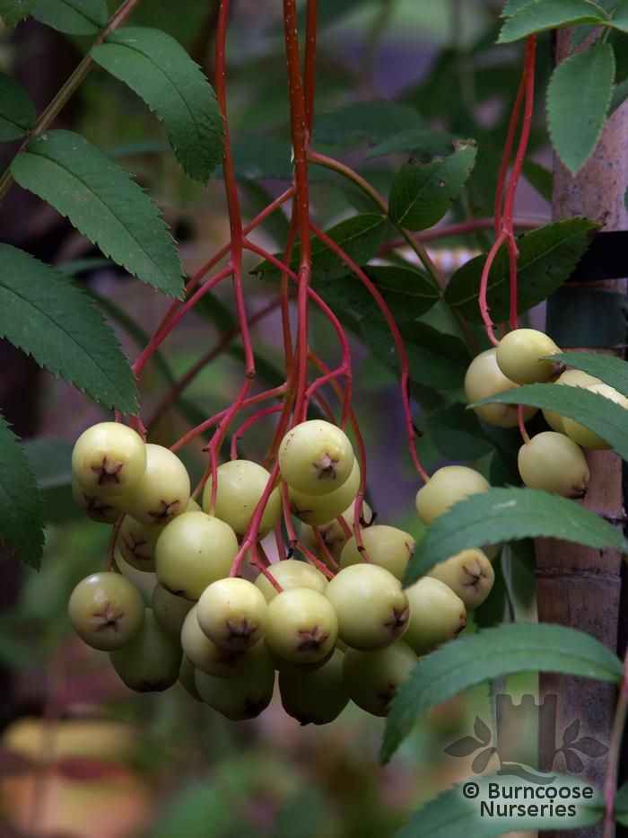 Sorbus Cashmiriana from Burncoose Nurseries