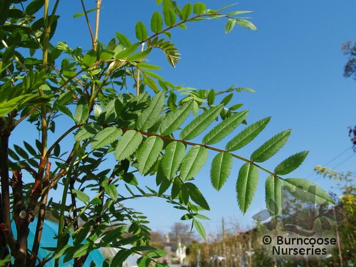 Sorbus Cashmiriana from Burncoose Nurseries