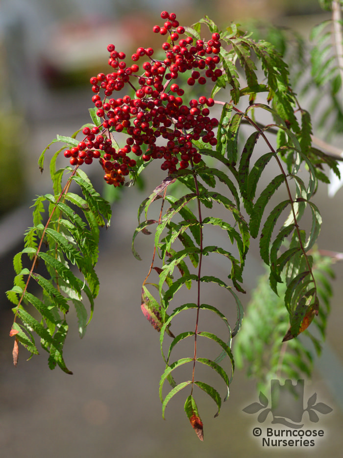 Sorbus from Burncoose Nurseries - Page 1