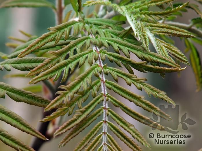 Sorbus 'Chinese Lace' from Burncoose Nurseries