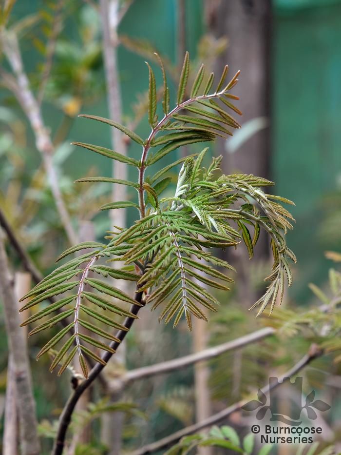 Sorbus 'Chinese Lace' from Burncoose Nurseries