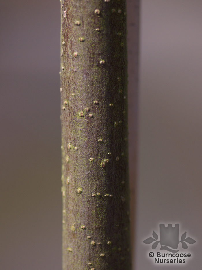 Sorbus 'Chinese Lace' from Burncoose Nurseries