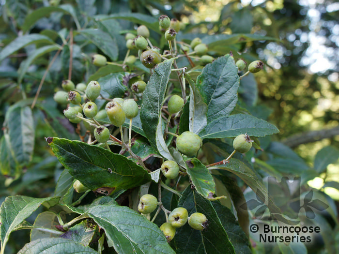 Sorbus Folgneri 'Emiel' from Burncoose Nurseries
