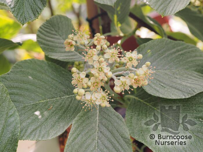 Sorbus Wardii from Burncoose Nurseries