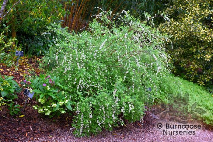 Spiraea 'Arguta' from Burncoose Nurseries
