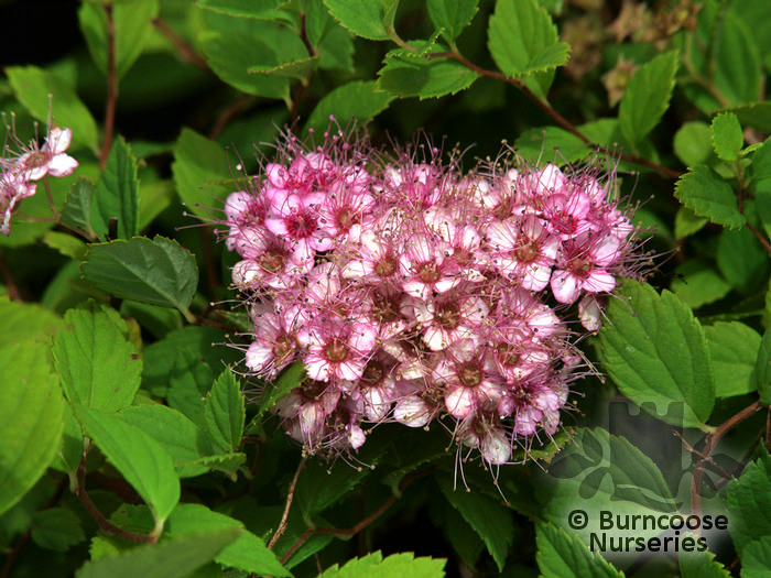 Spiraea Japonica 'Little Princess' from Burncoose Nurseries