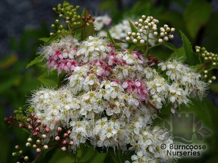 Spiraea Japonica 'Shirobana' from Burncoose Nurseries