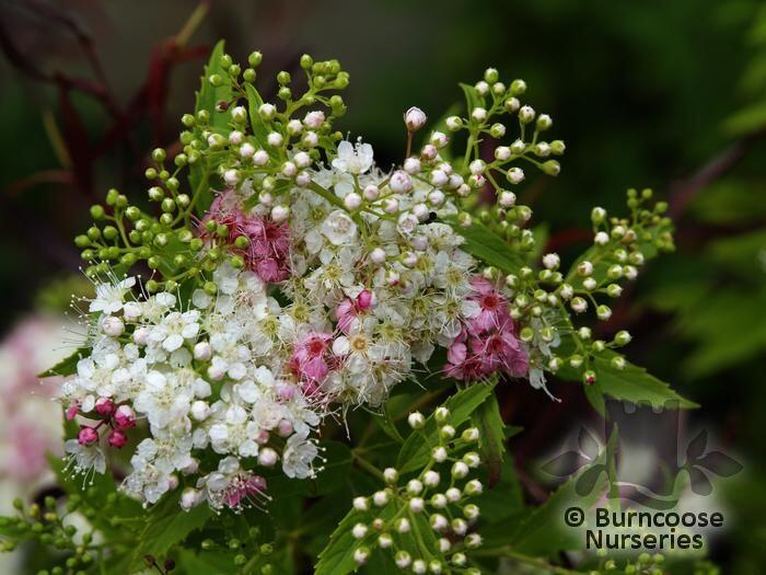 Spiraea Japonica 'Shirobana' from Burncoose Nurseries