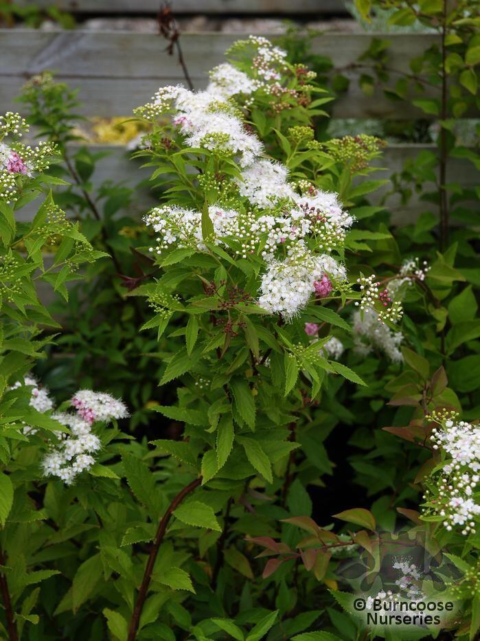 Spiraea Japonica 'Shirobana' from Burncoose Nurseries