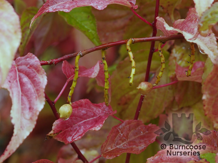 Stachyurus Chinensis from Burncoose Nurseries