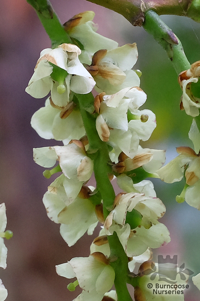 Stachyurus Praecox from Burncoose Nurseries
