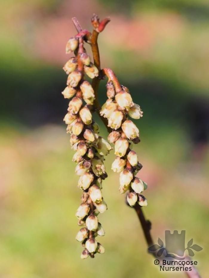 Stachyurus from Burncoose Nurseries