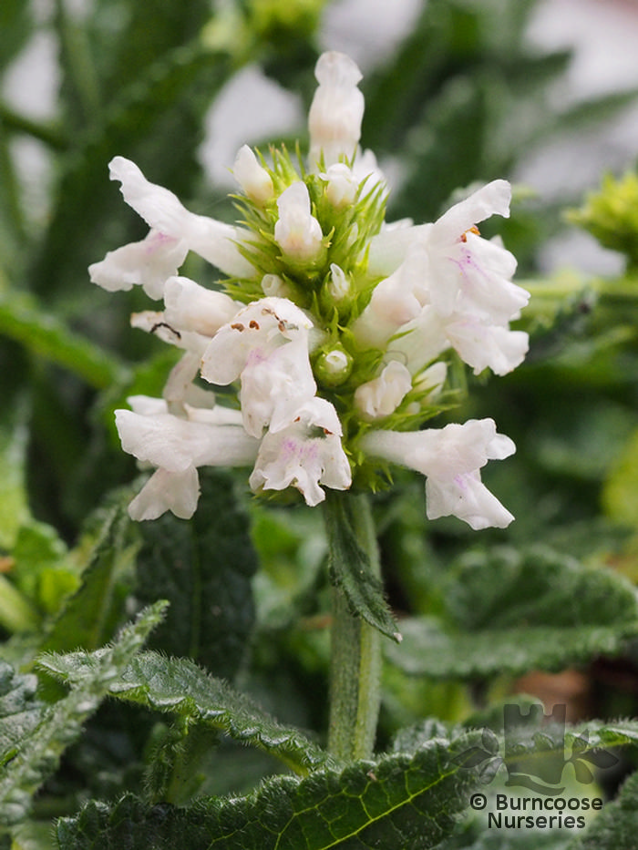 Stachys from Burncoose Nurseries