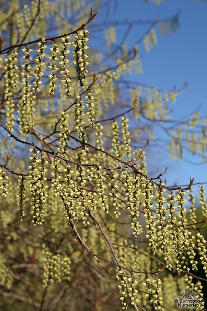 Stachyurus Praecox from Burncoose Nurseries